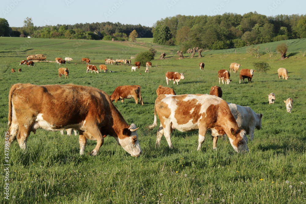 Rinderherde auf einer Wiese mit saftigem Gras - Weidehaltung Stock ...