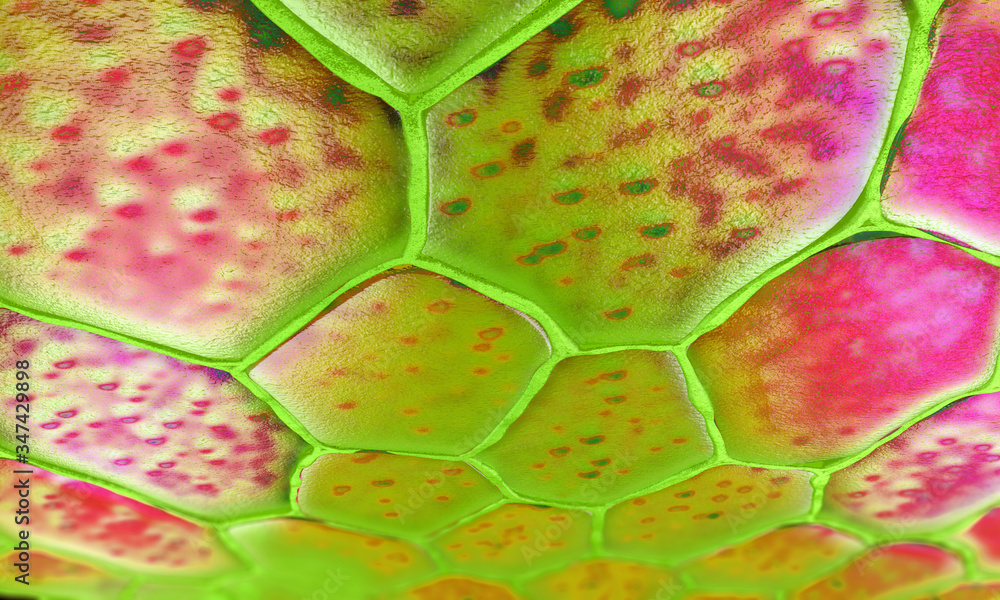 Pattern of plant cells with nucleus and membrane - 3d illustration ...