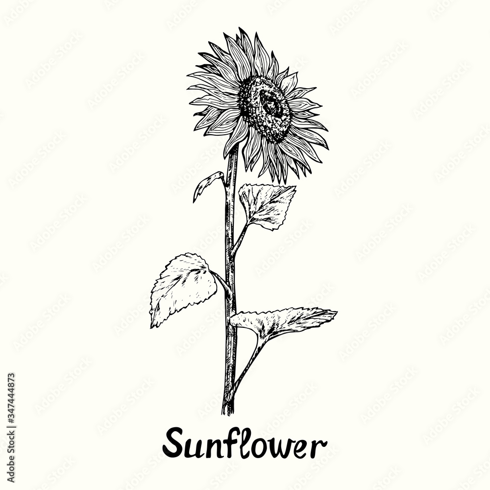 Sunflower on stem with leaves, side view, outline simple doodle drawing ...