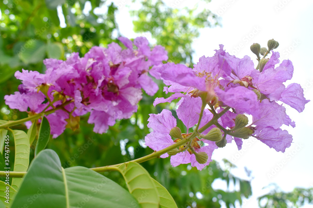 Beautiful purple flowers with green leaves and blurred background of ...