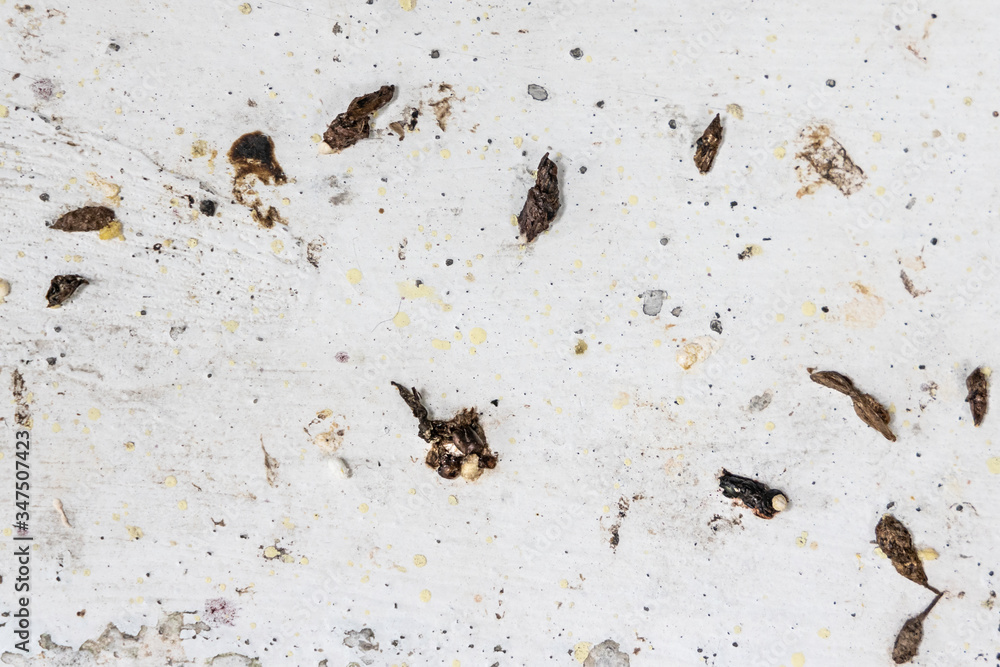 Foto de Unhygienic droppings shit feces excreted by house lizards on ...