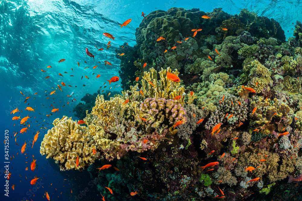 typical red sea coral structure with anthias fish Stock Photo | Adobe Stock