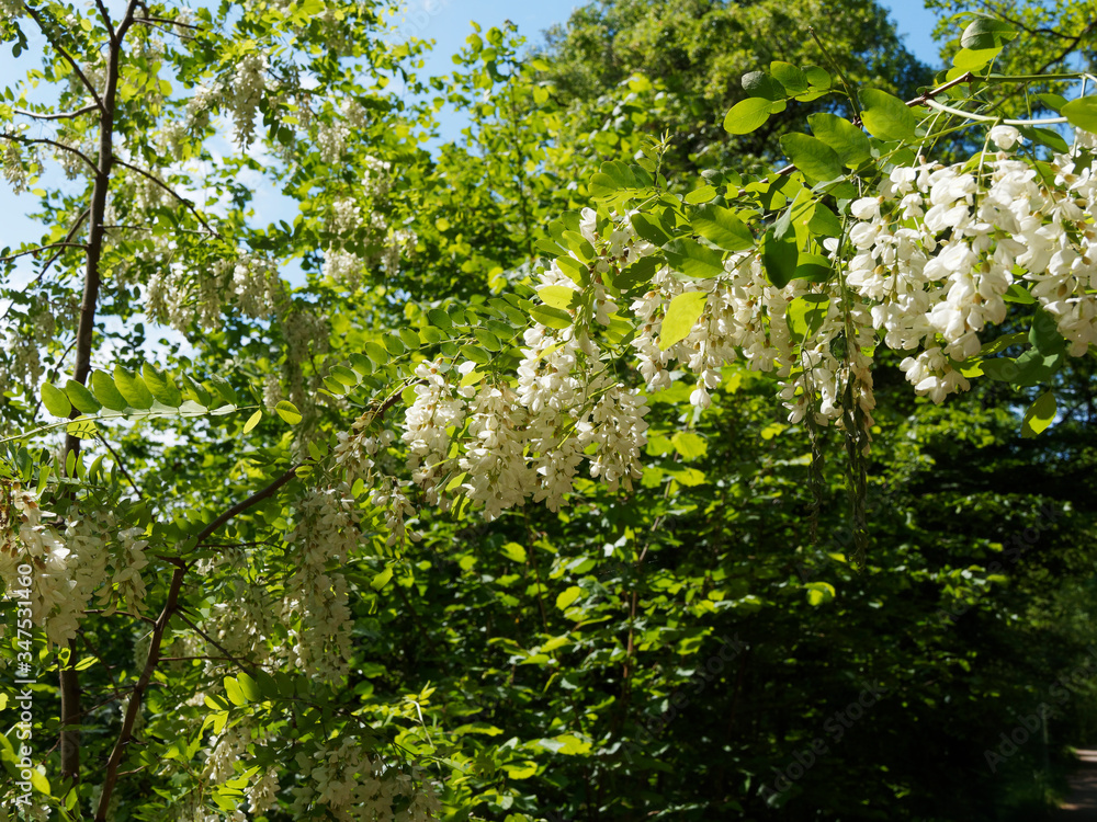 (Robinia pseudoacacia) Haut taillis ou haie de Robinier faux-acacia ...