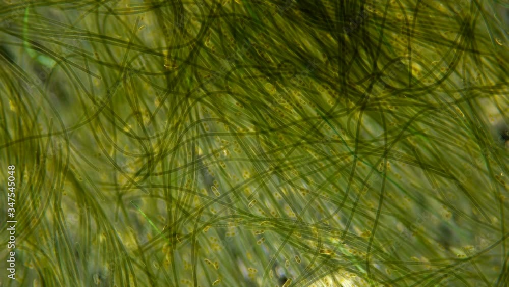 Green algae of the cyanobacteria Oscillatoria under the microscope, the ...