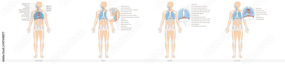 Anatomie - Atmungsorgane des Menschen mit Skelett - deutsche ...