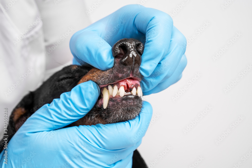 Human hands in blue sterile gloves, holding dachshund head, show to the ...
