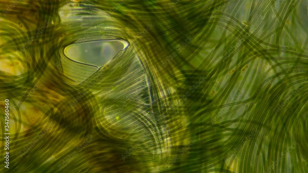 Green algae of the cyanobacteria Oscillatoria under the microscope, the ...