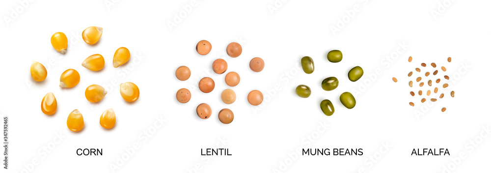 Vector realistic 3d illustration of legumes collection isolated Stock ...