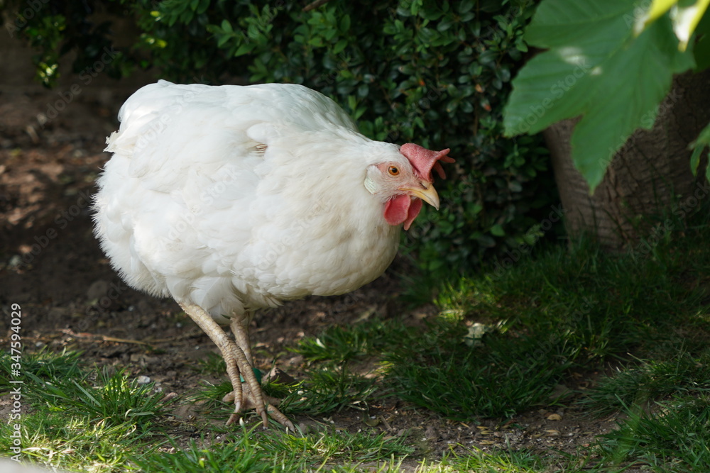 weißes Huhn Stock-Foto | Adobe Stock