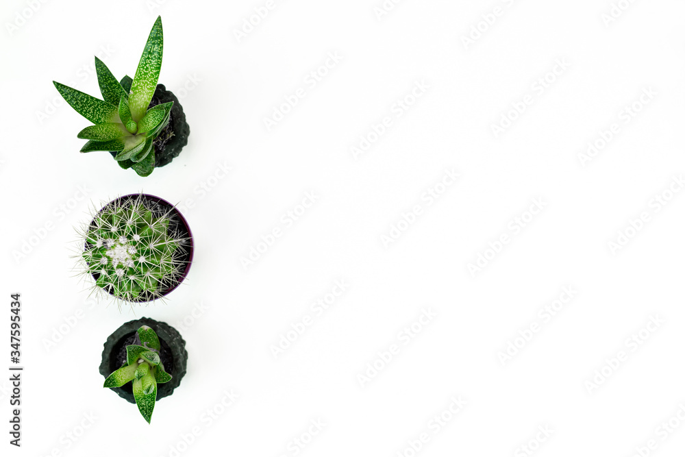 home office plant in pot on white background layout copy space. Stock ...