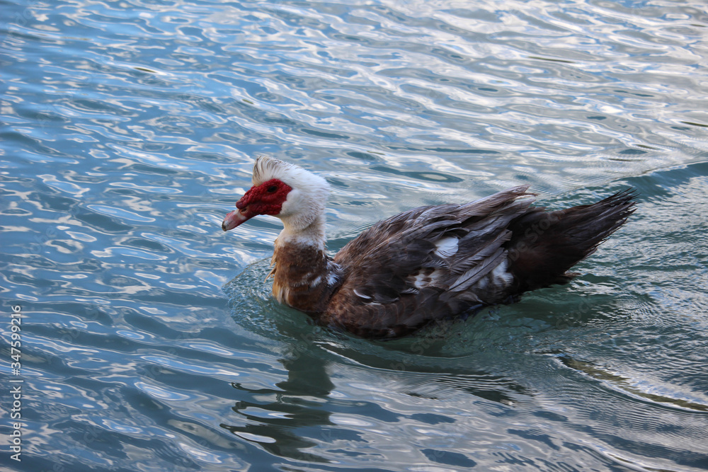 Pato criollo (Cairina moschata momelanotus). También llamado ñuñuma ...
