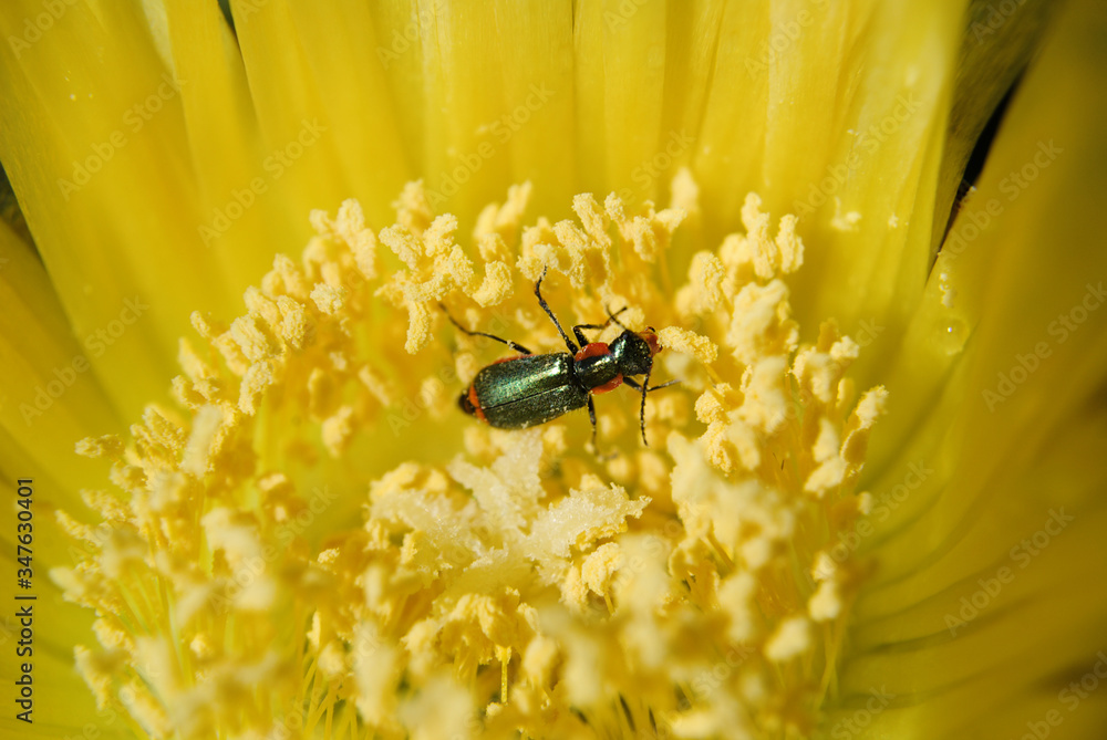 Insecto de cores pretas e vermelhas brilhantes a alimentar-se no ...