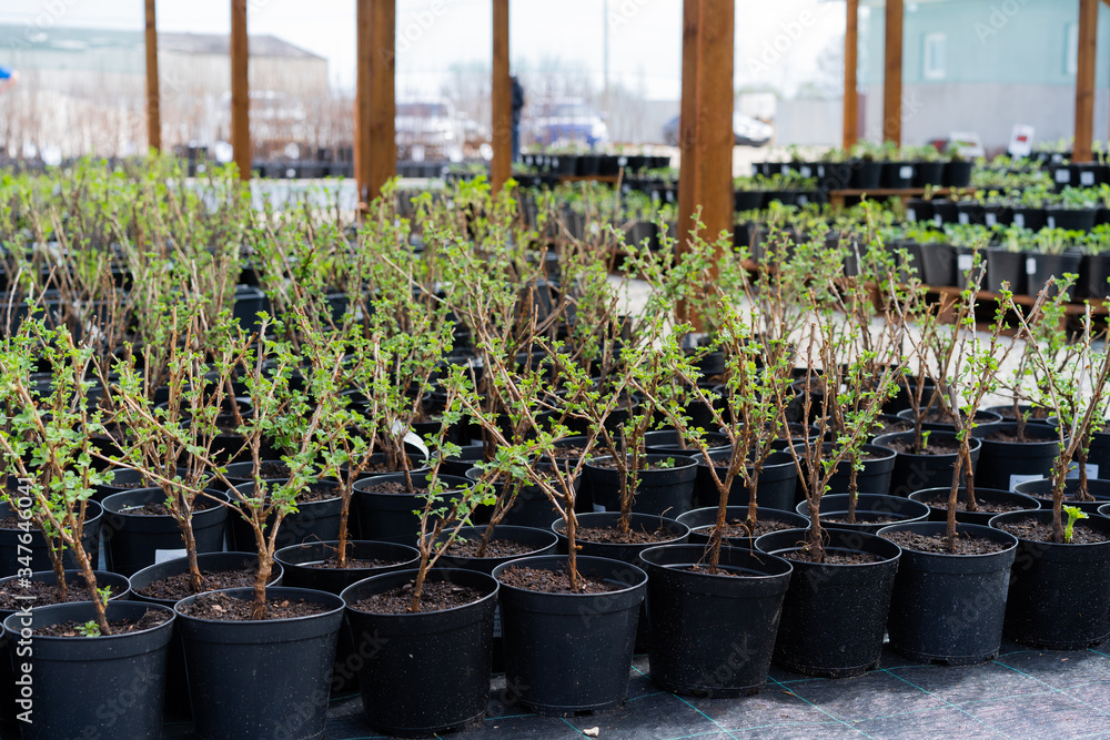 outdoor garden store. Seedlings of shrubs in pots in a garden store ...