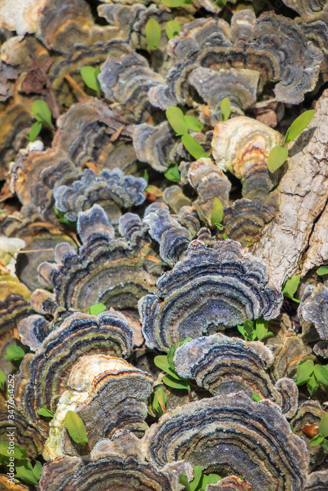 Blue turkey tail mushroom (Trametes versicolor) growing on a log Stock ...