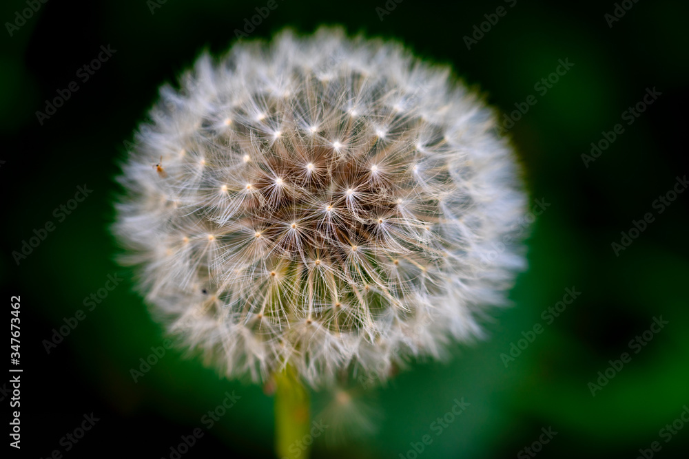 Pusteblume im Detail Stock Photo | Adobe Stock