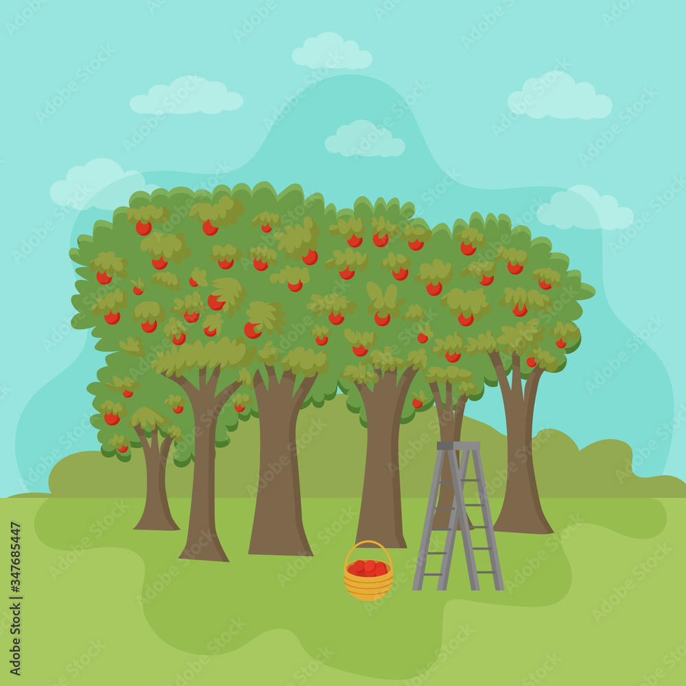 Apple orchard with basket of apples. The harvest of apples. Vector ...