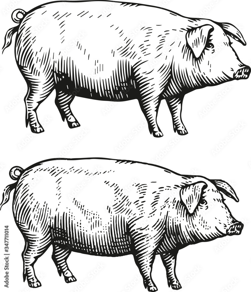Pig illustration isolated on white background, Hand drawn sketch pig ...