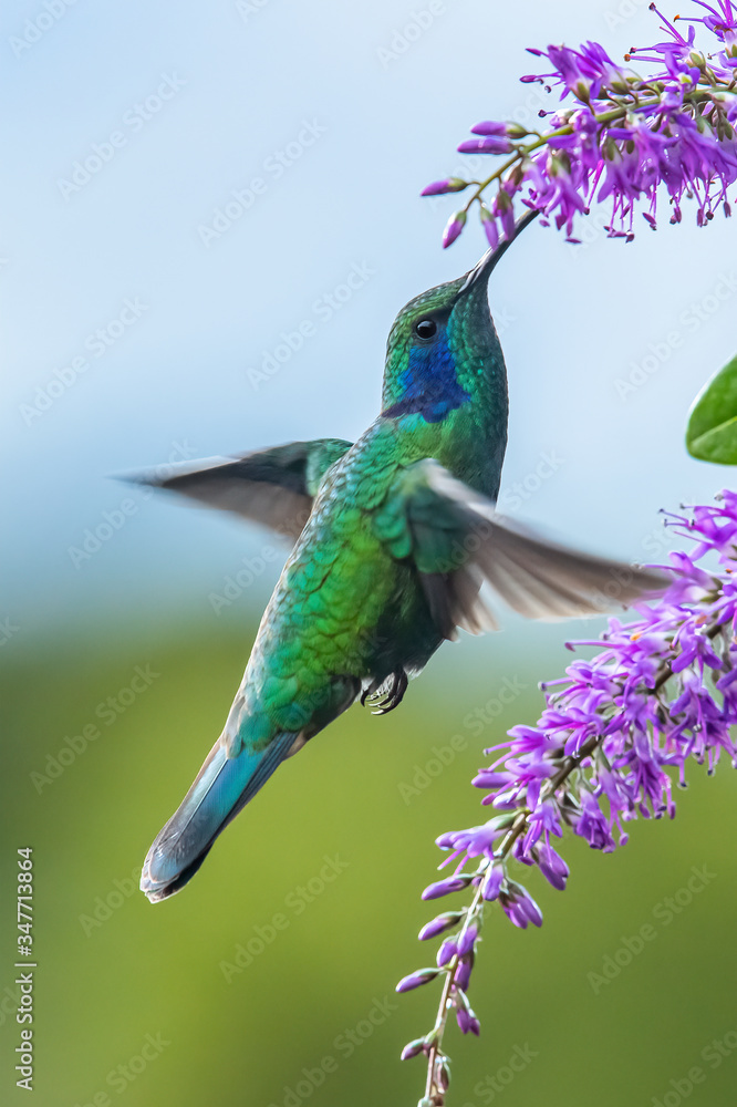 Green Violet-ear (Colibri thalassinus) hummingbird in flight isolated ...