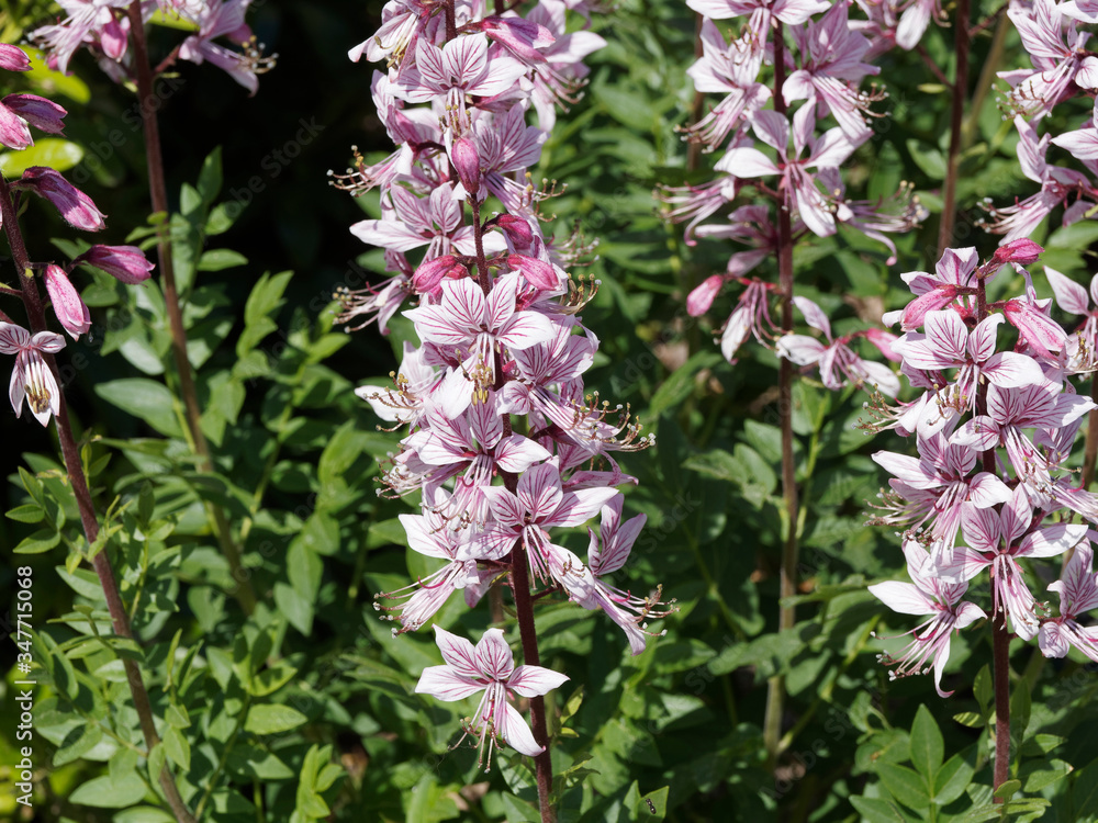 Dictamnus albus 'Purpureus' | Fraxinelle ou plante aux éclairs aux ...