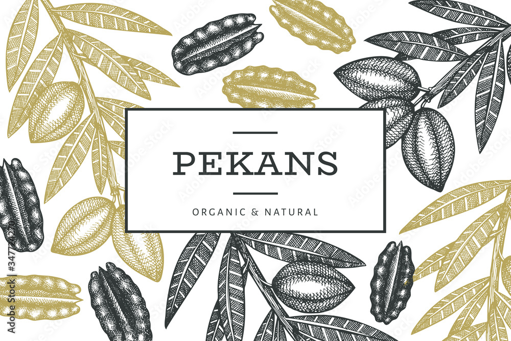 Hand drawn pecan branch and kernels design template. Organic food ...
