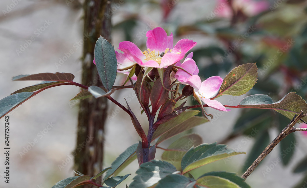 Roses sauvages de couleur vive au coeur blanc du rosier à feuilles ...