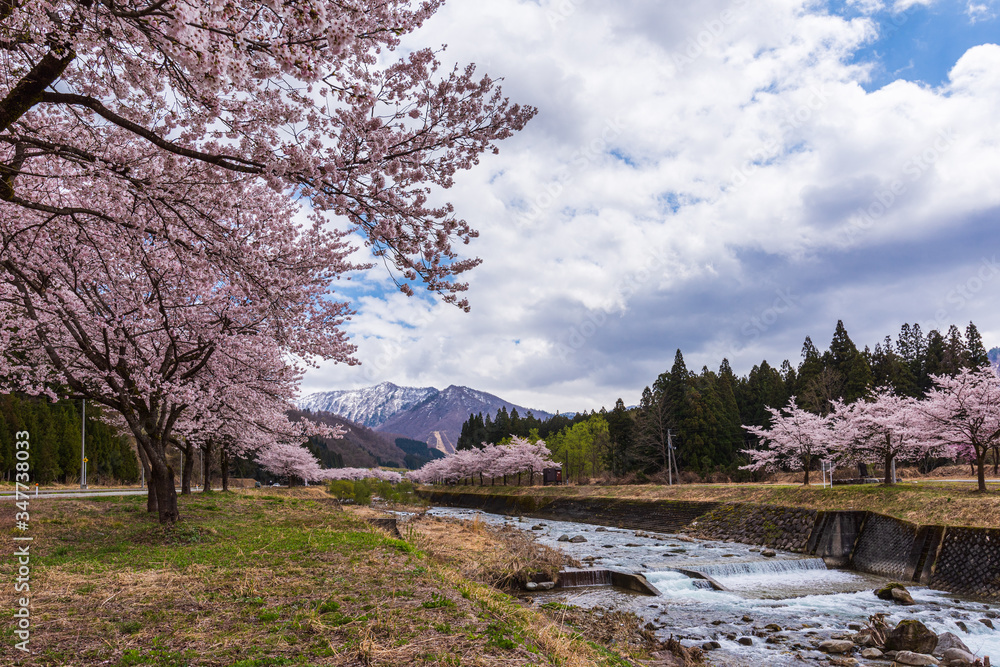 Amazing Cherry blossom in full Bloom. In Japan, March and April are the ...