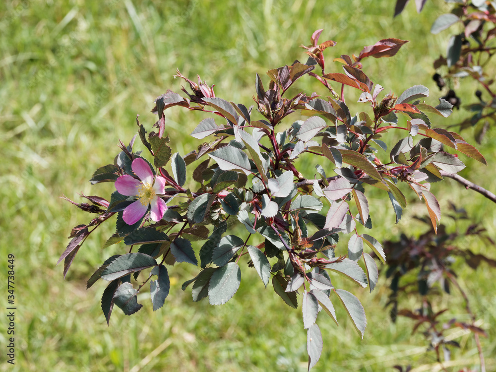 Rosa rubrifolia ou rosa glauca | Rosier sauvage ou rosier à feuilles ...