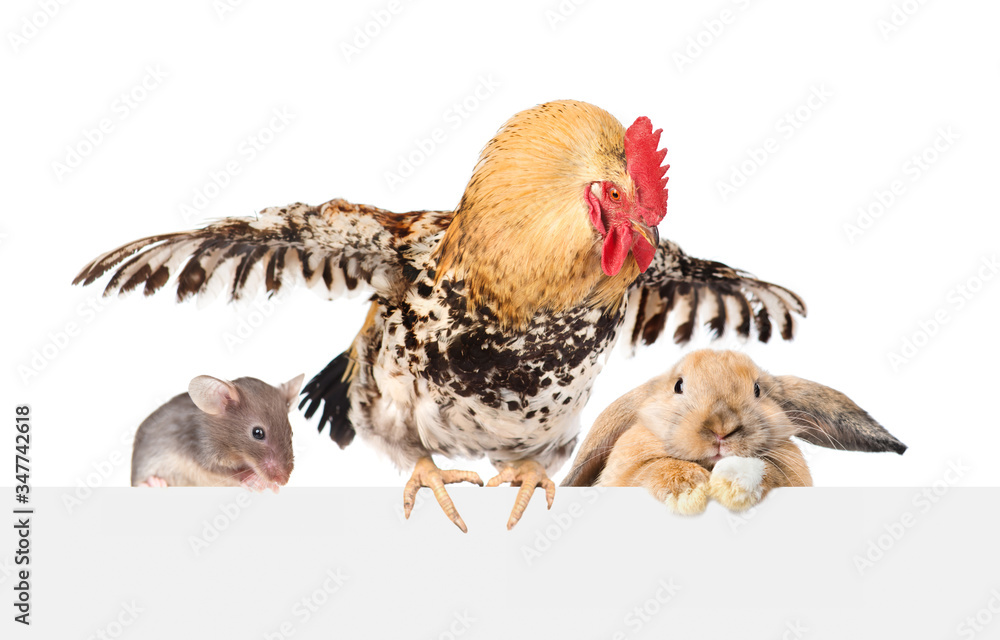 Big rooster sits with tiny mouse and rabbit above empty banner ...
