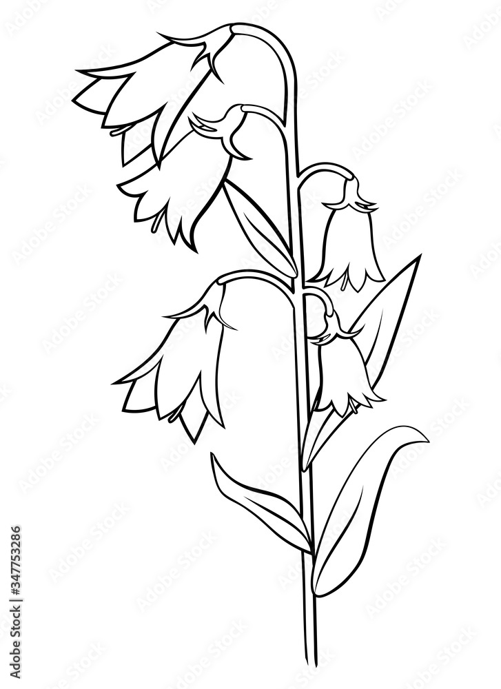 Cartoon bellflower vector coloring page outline. Coloring book of ...