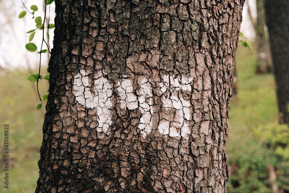 The numbers on the tree trunk. Inventory of trees in the forest ...