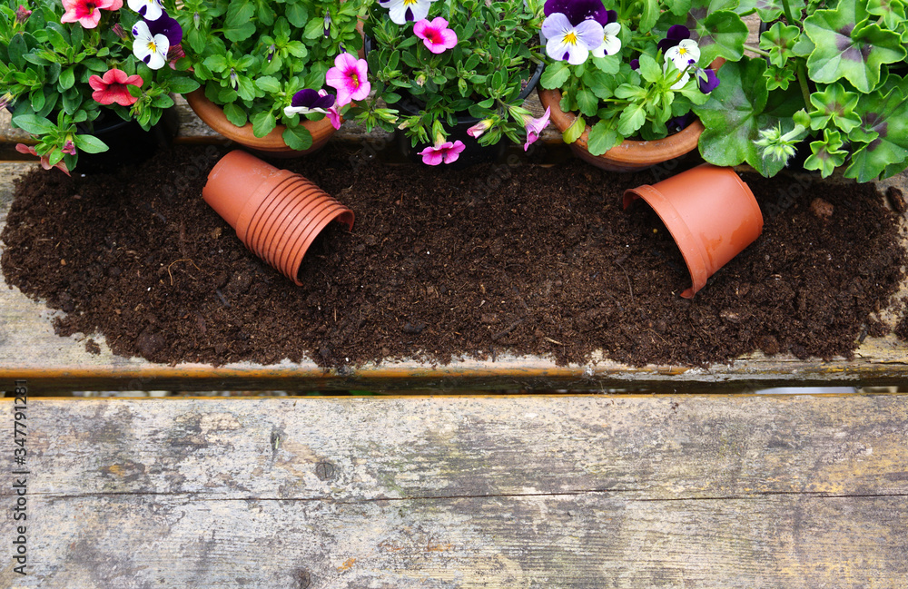 Outdoor gardening planting flowers in the spring garden. With pots and ...