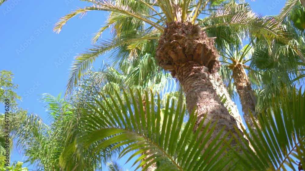Palm trees background in 4k slow motion 60fps Stock Video | Adobe Stock