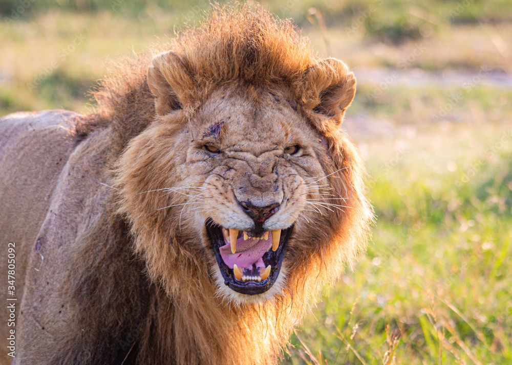Male lion growling with angry face Stock Photo | Adobe Stock