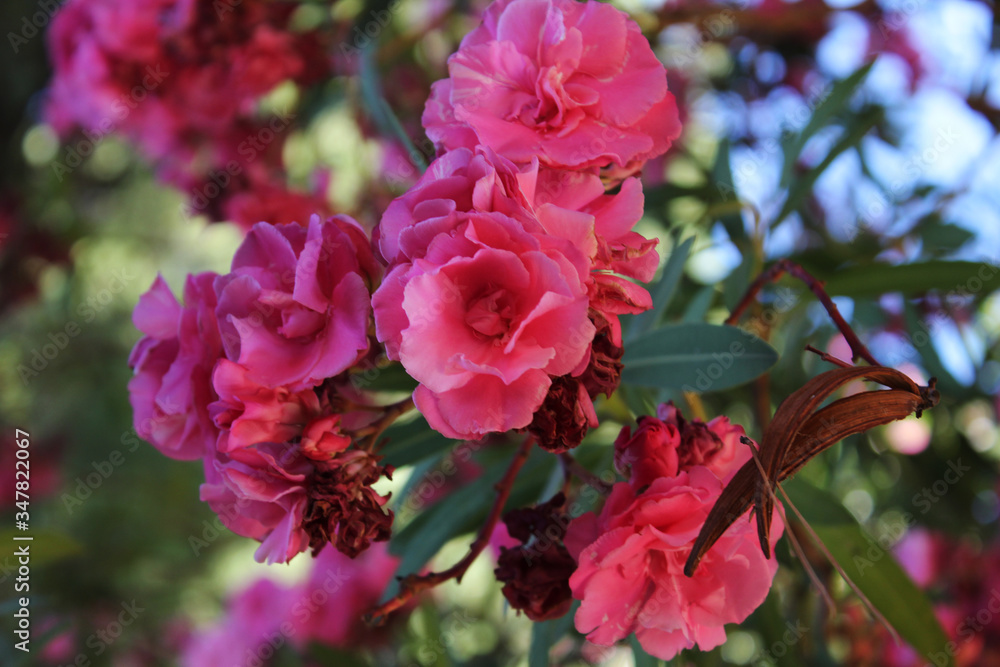 Flores rosas del árbol de Júpiter. También llamado Lagerstroemia indica ...