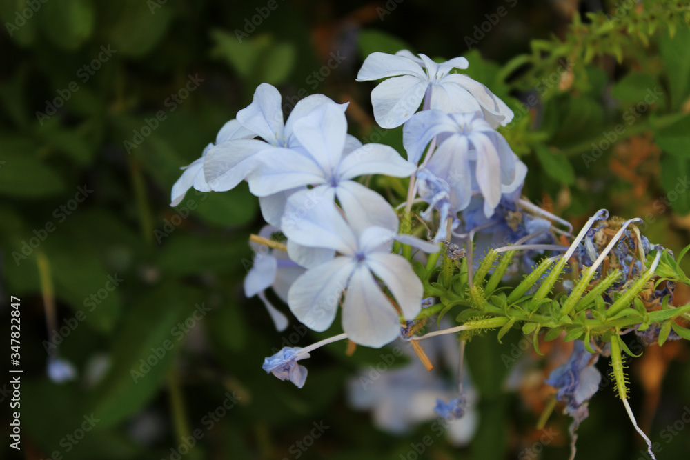 Foto de Flores azules llamadas Plumbago auriculata, jazmín azul ...