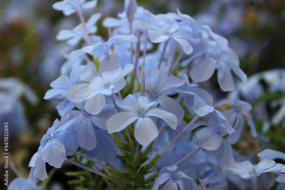 Flores azules llamadas Plumbago auriculata, jazmín azul , malacara ...