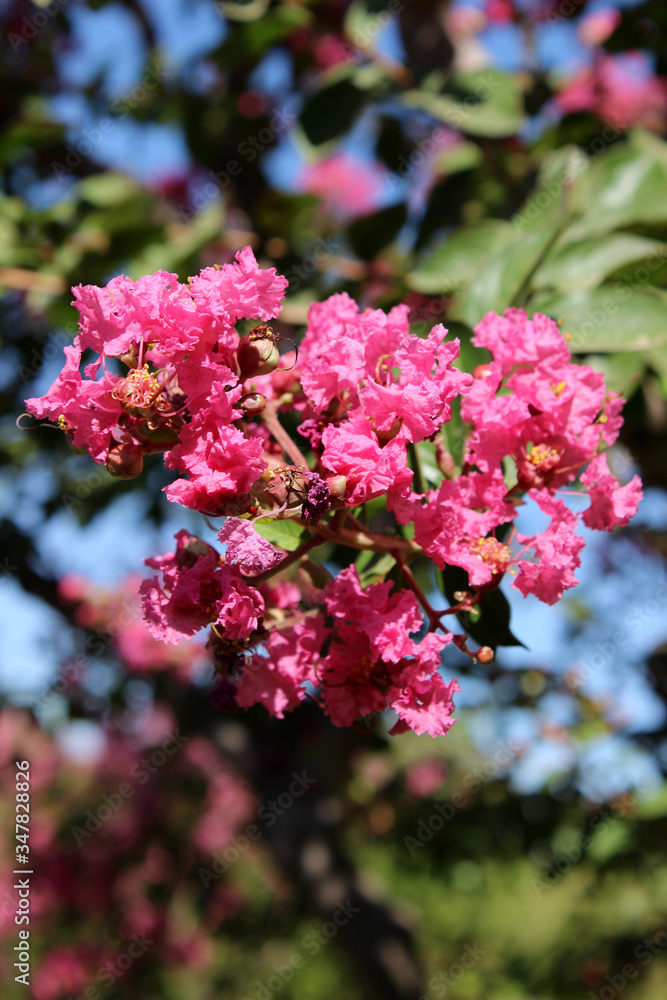 Flores rosas del árbol de Júpiter. También llamado Lagerstroemia indica ...