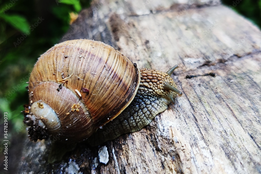 secretion of snail mucus. Snail in the wild. Breeding of snails ...