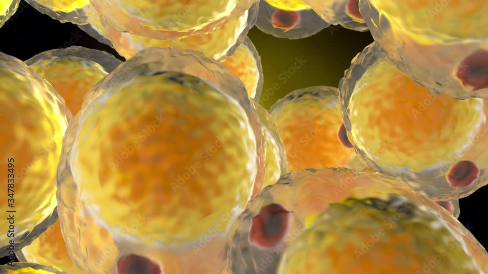 Fat cells in human tissue. 3d rendered animation. Stock Video | Adobe Stock
