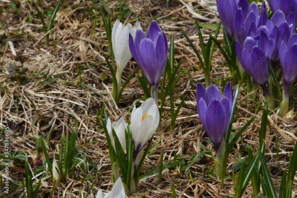 Matreier Tauernhaus, Felbertauern, Blume, Blumen, Krokus, Krokusse ...