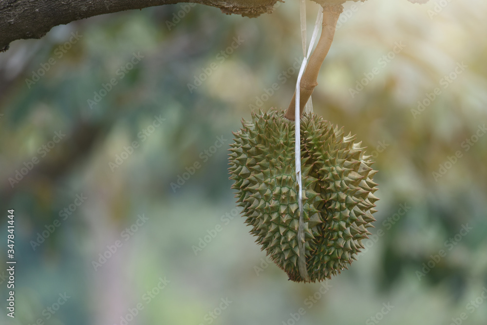 Durians on the durian tree in durian orchard . King of fruit. Fresh ...