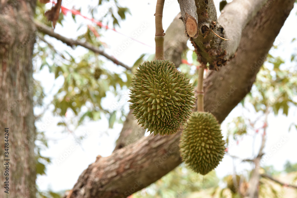 Durians on the durian tree in durian orchard . King of fruit. Fresh ...