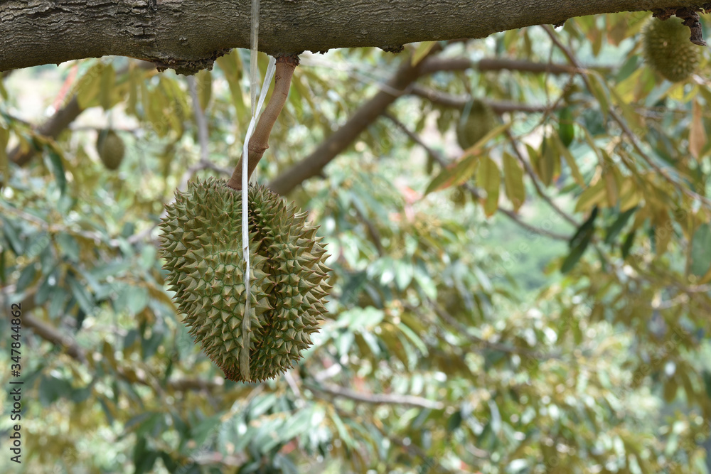 Durians on the durian tree in durian orchard . King of fruit. Fresh ...