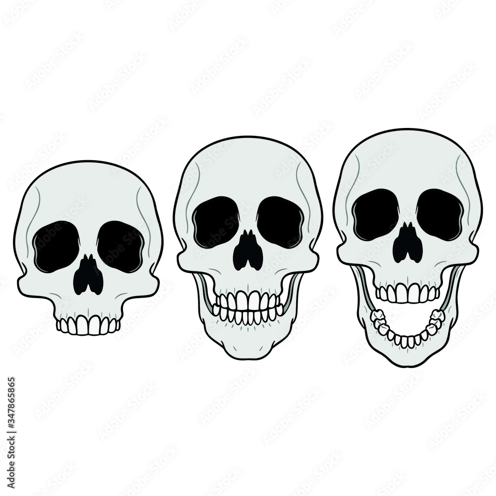 three skulls. without jaw, with closed jaw and open jaw. Set, isolated ...