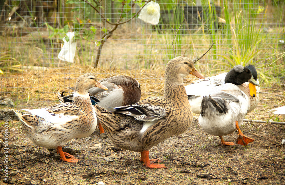 Nakorn Pathom Egg Duck is mallard ducks species native to Thailand on ...