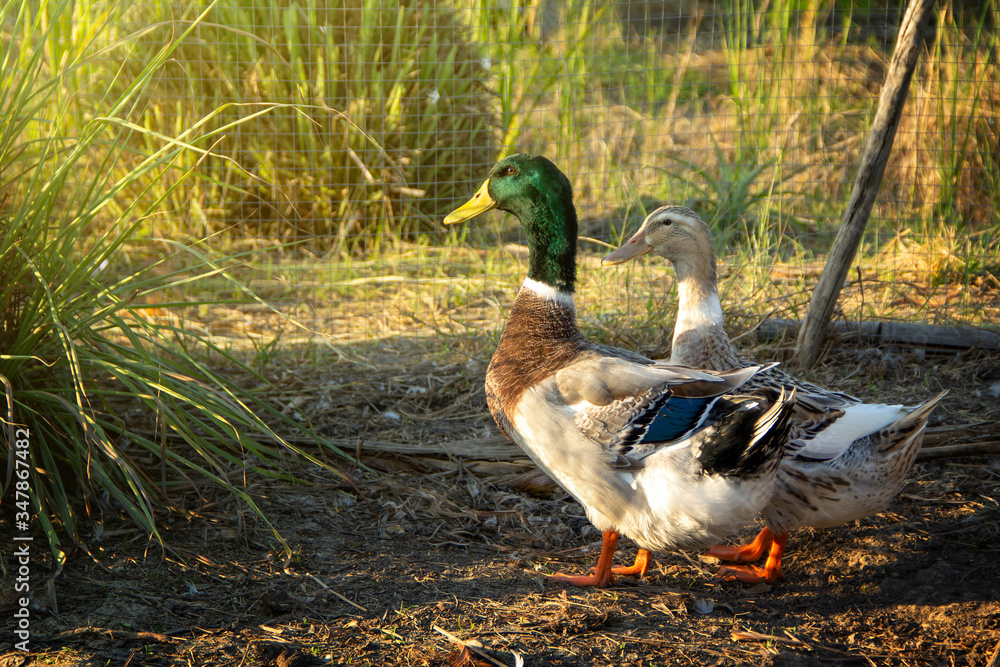 Nakorn Pathom Egg Duck male has a green head is mallard ducks species ...
