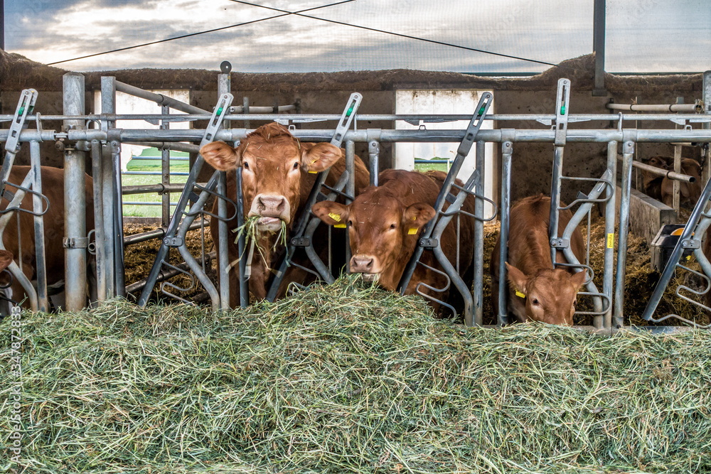 Kühe fressen frische Silage im Stall Stock Photo | Adobe Stock