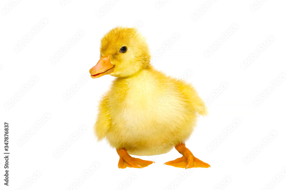 Newborn yellow duckling isolated on a white background. No shadows. One ...