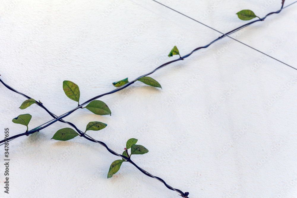 Green vines are trained to grow on a wire frame on a wall, and will ...
