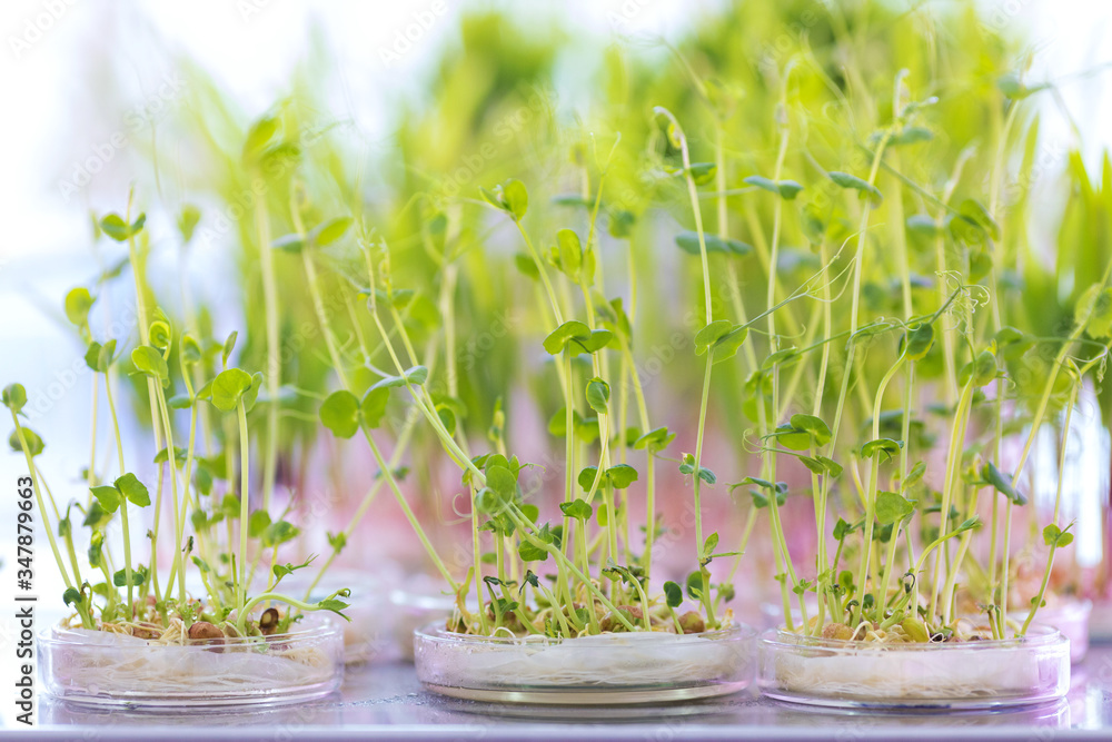 Sprouting chickpea seeds, treated with pesticides in a petri dish Stock ...